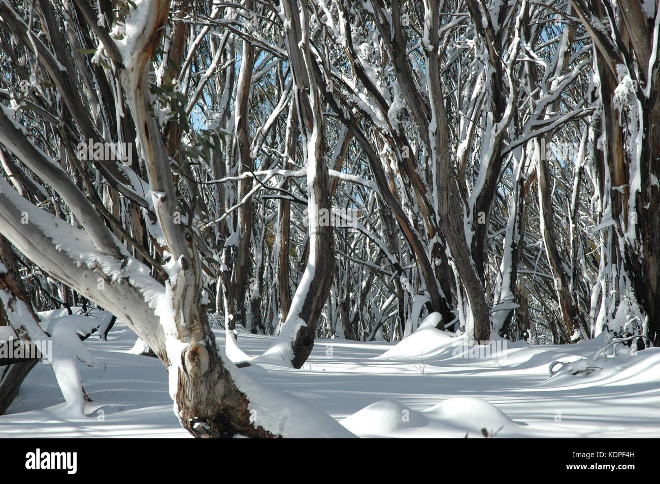 A snow covered forest of Australian gum trees. The trunks have ...
