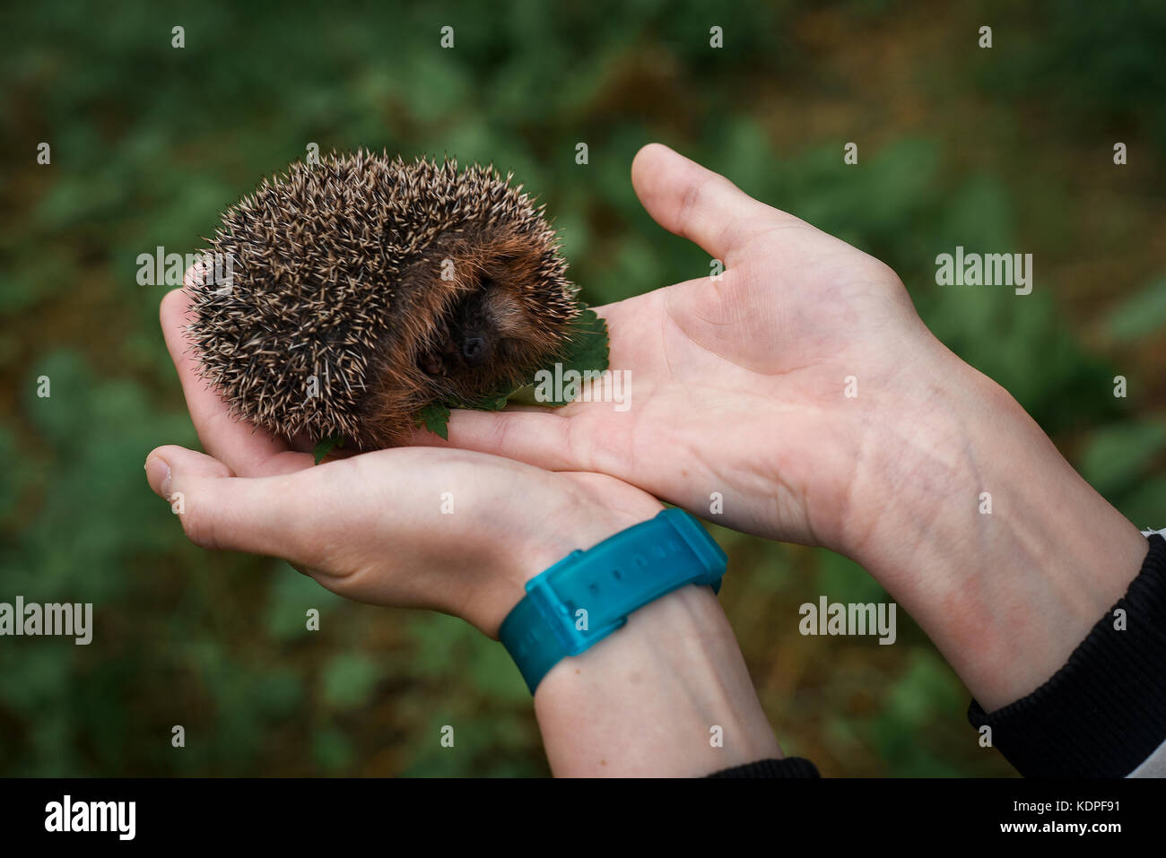 Hedgehog sitting in the hands Stock Photo - Alamy