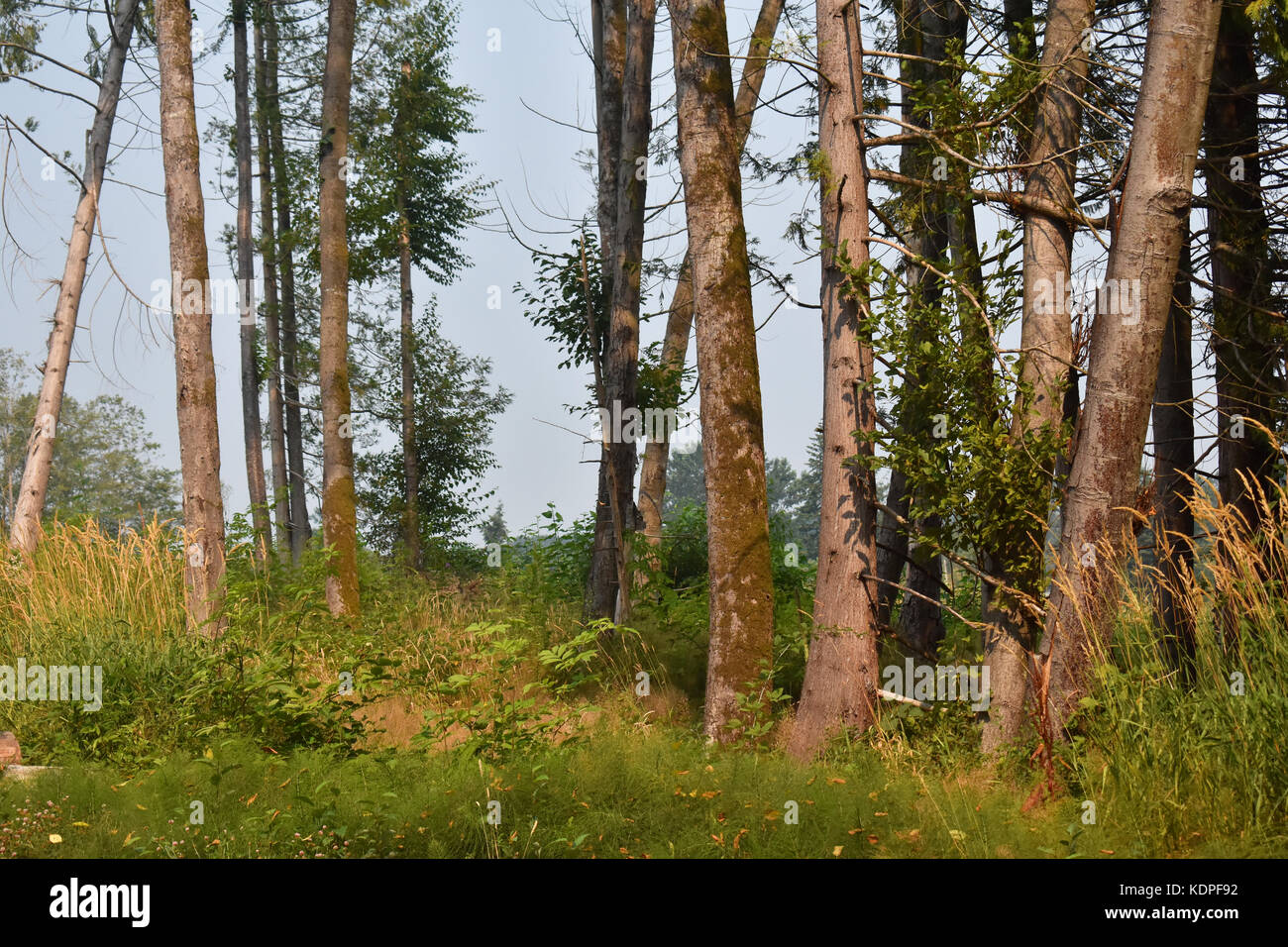 Beautiful trees in an enchanted forest with lush greenery in Ferndale ...