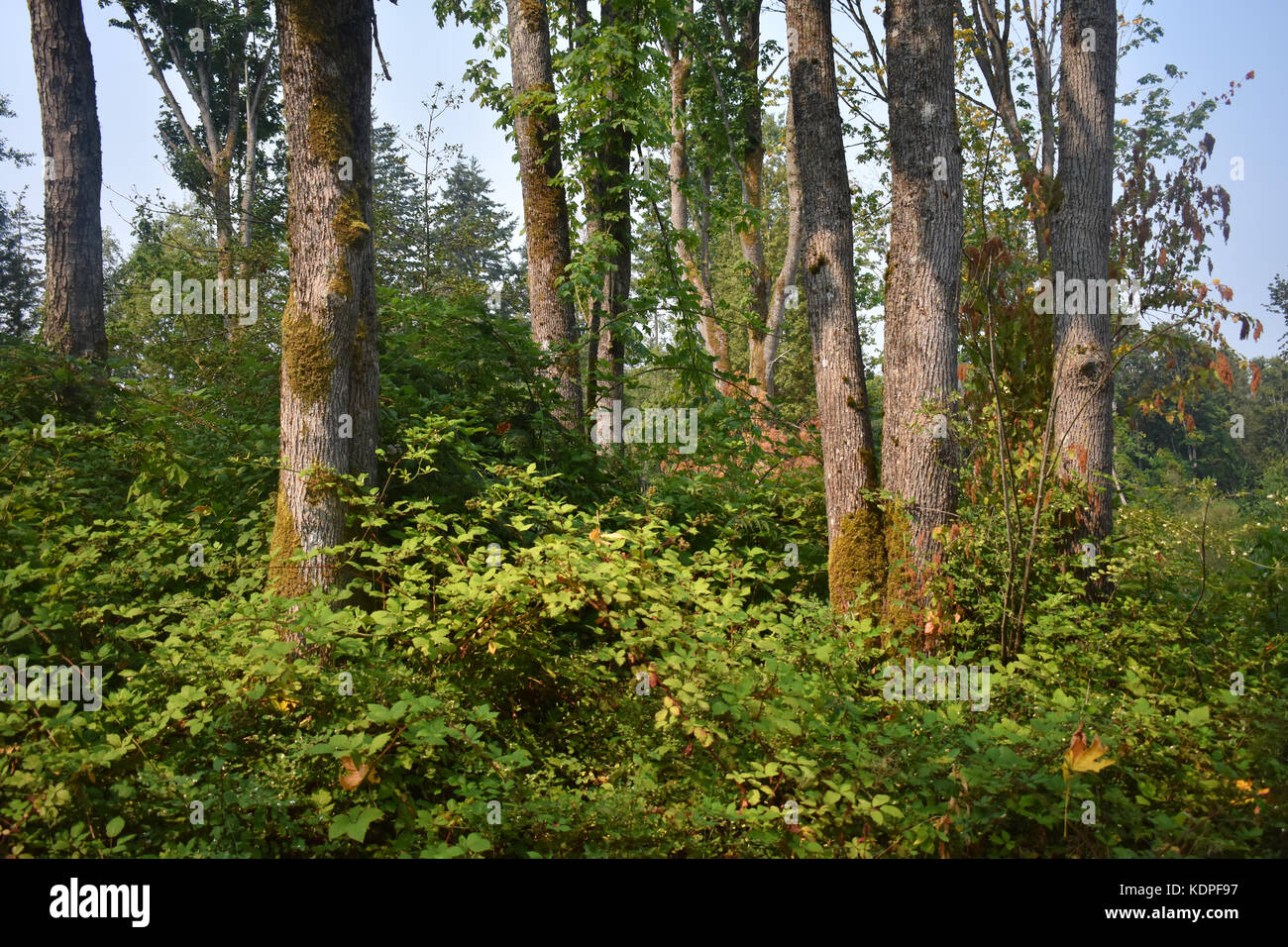 Beautiful trees in an enchanted forest with lush greenery in Ferndale ...