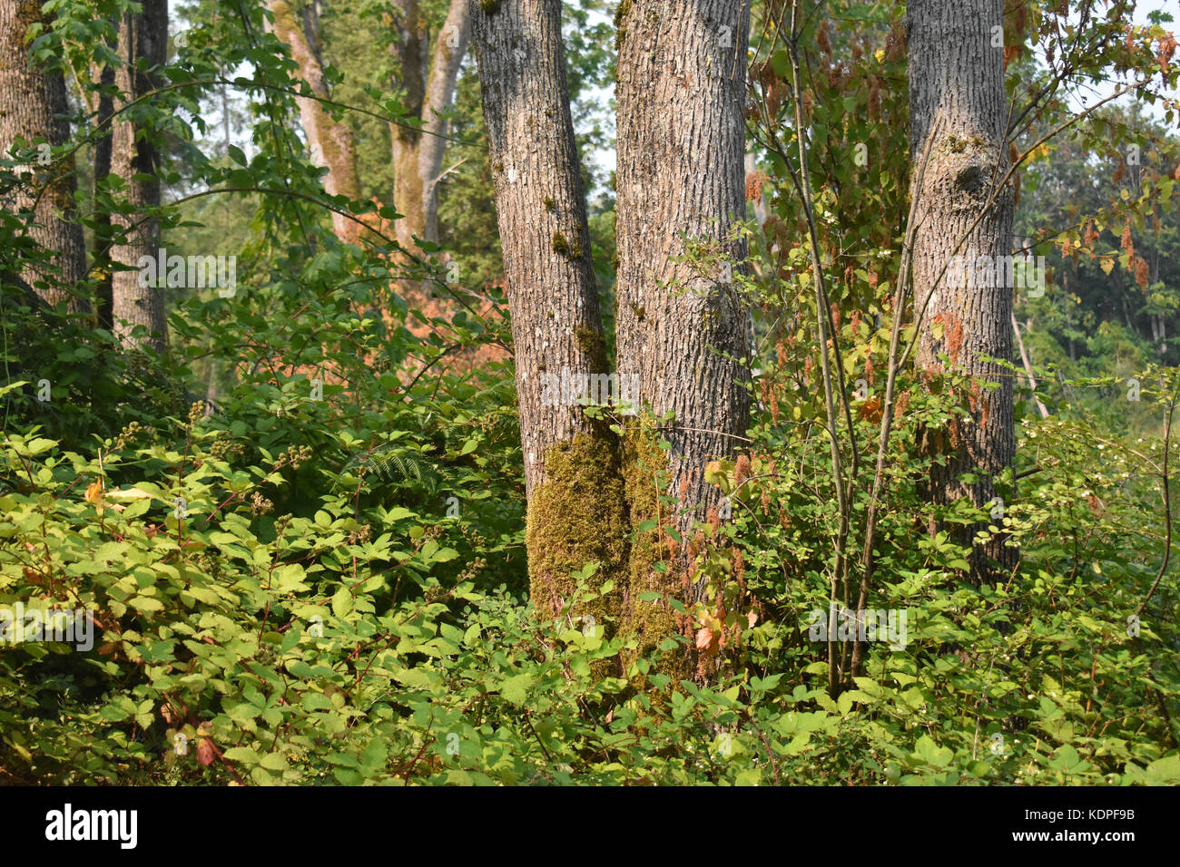 Beautiful trees in an enchanted forest with lush greenery in Ferndale ...