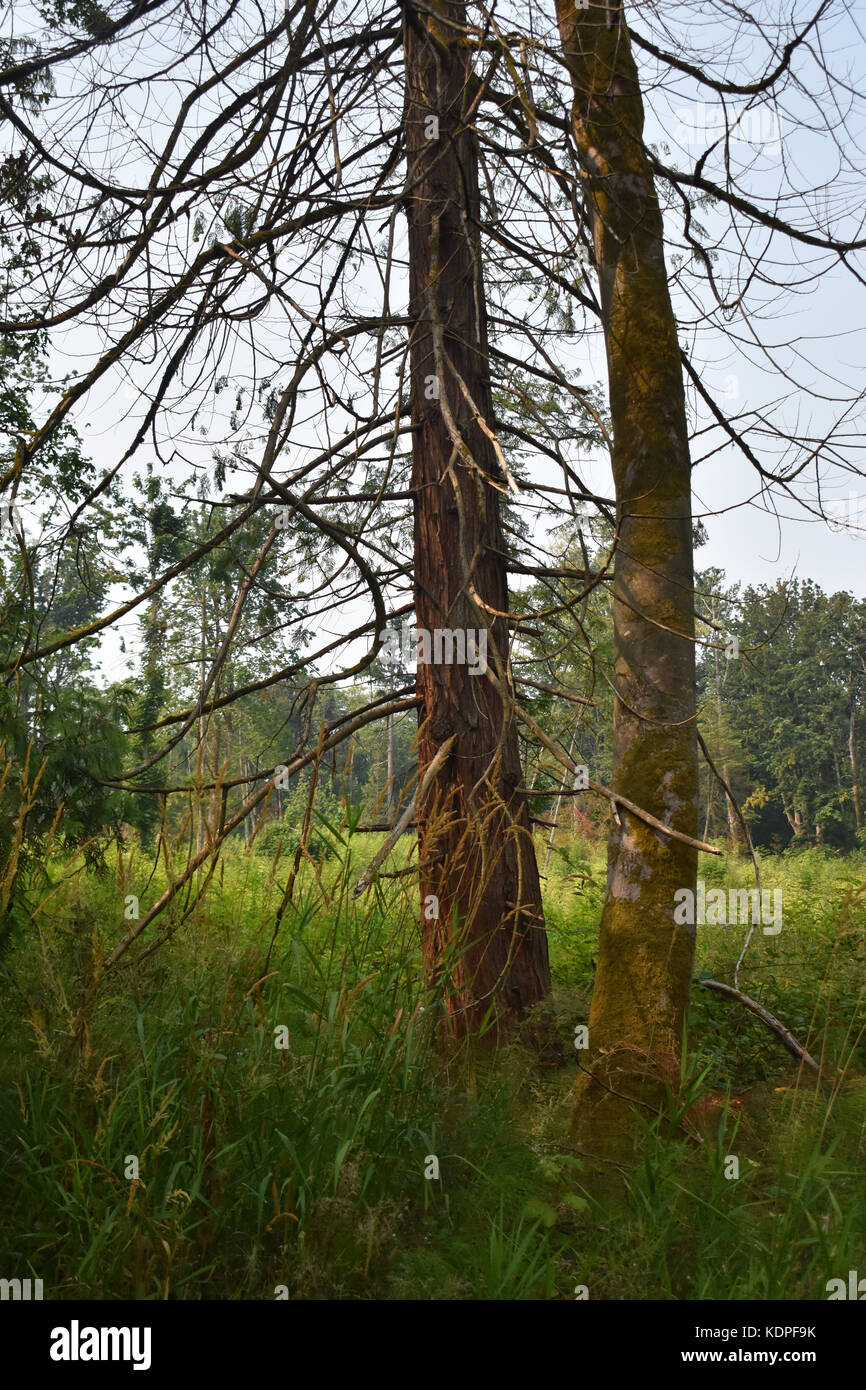 Beautiful trees in an enchanted forest with lush greenery in Ferndale ...