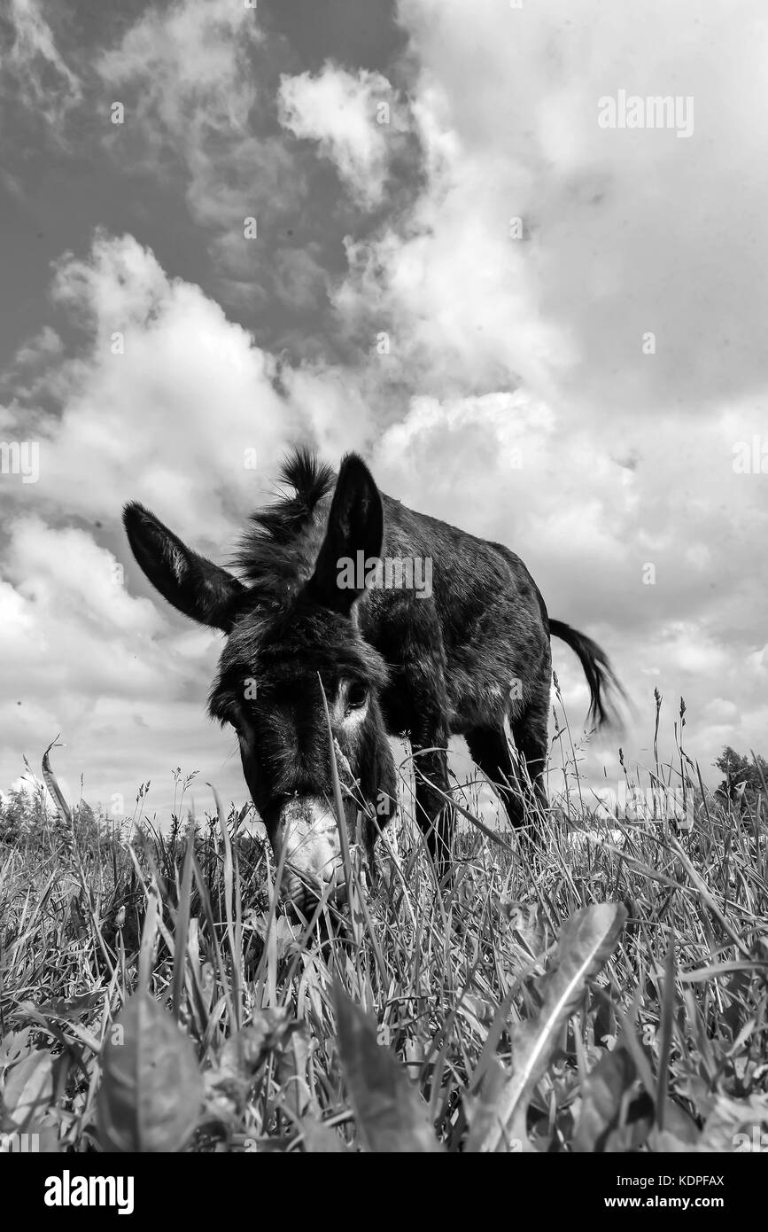 Donkey grazing in field day Stock Photo - Alamy