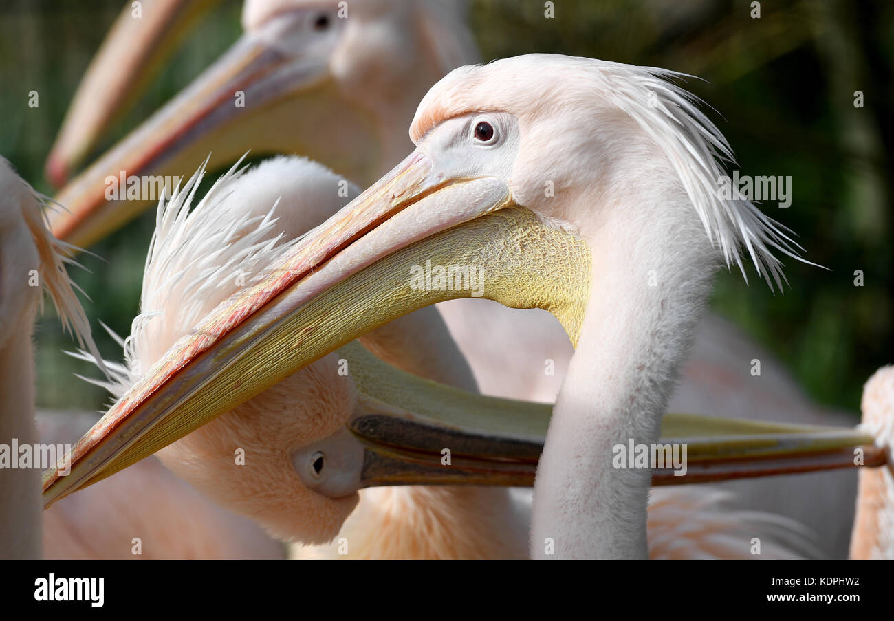 St. Peter-Ording, Germany. 13th Oct, 2017. A pink pelican stands in the ...