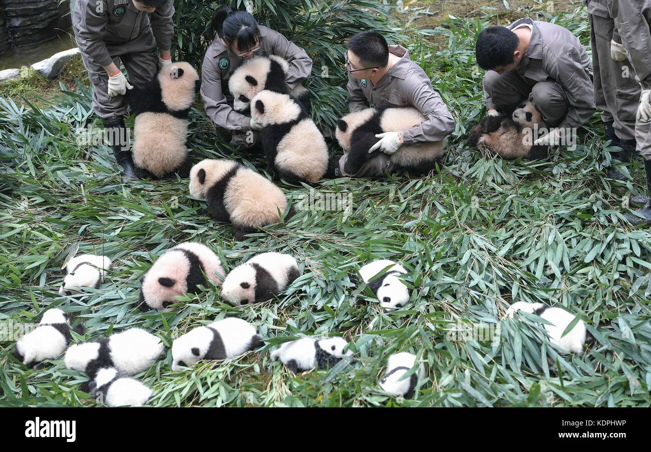 Chinese giant panda hi-res stock photography and images - Alamy