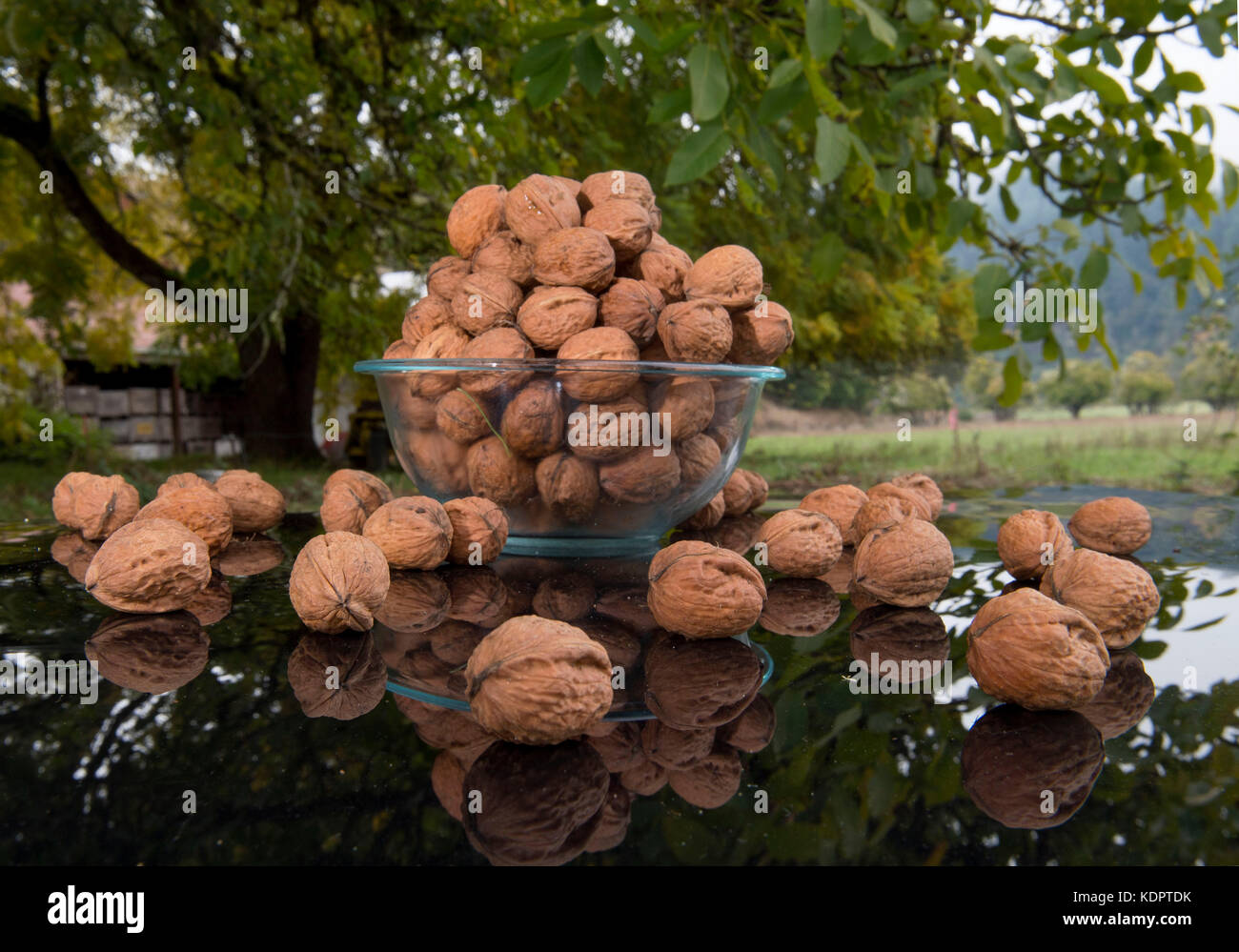 Roseburg, OREGON, USA. 15th Oct, 2017. Freshly harvested English ...