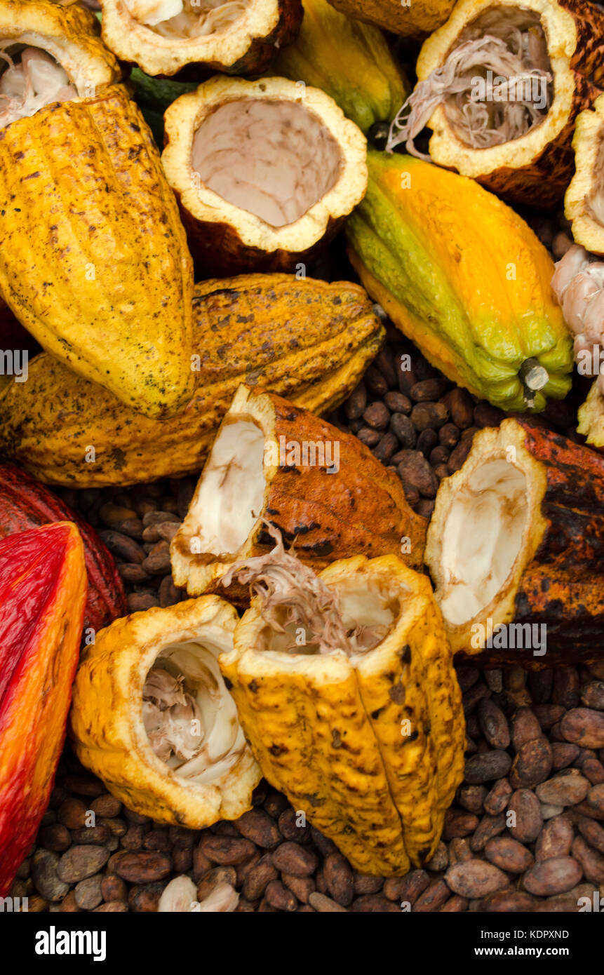 Cacao pods, pulp, and beans on display at The Chocolate Show 2017 ...