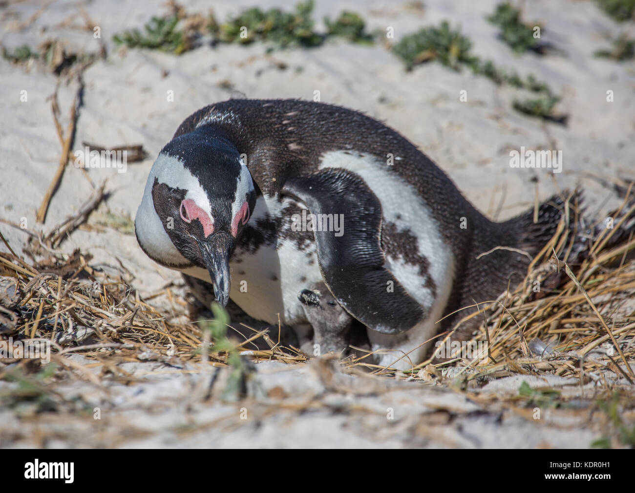 African penguins aka spheniscus demersus at the famous Boulders Beach ...