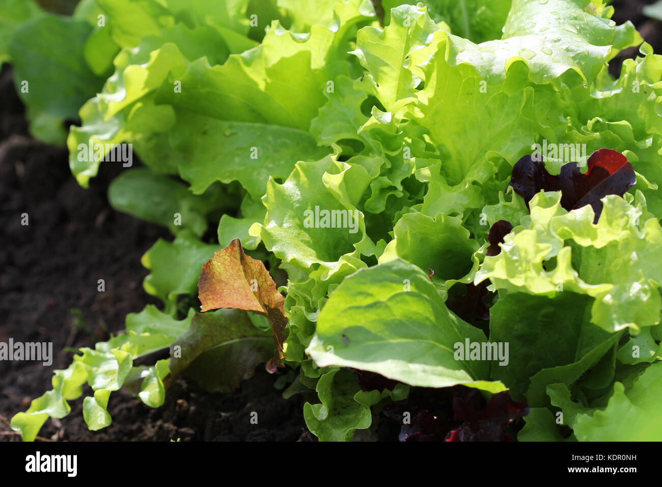 Fresh green and red curly lettuce growing in bed. Salad background ...