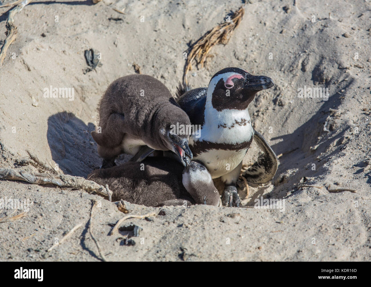 African penguins aka spheniscus demersus at the famous Boulders Beach ...