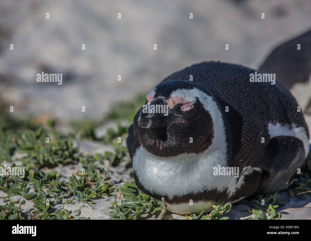 African penguins aka spheniscus demersus at the famous Boulders Beach ...