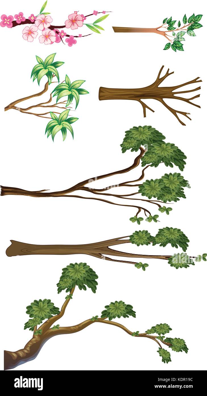 Different types of branches illustration Stock Vector Image & Art - Alamy