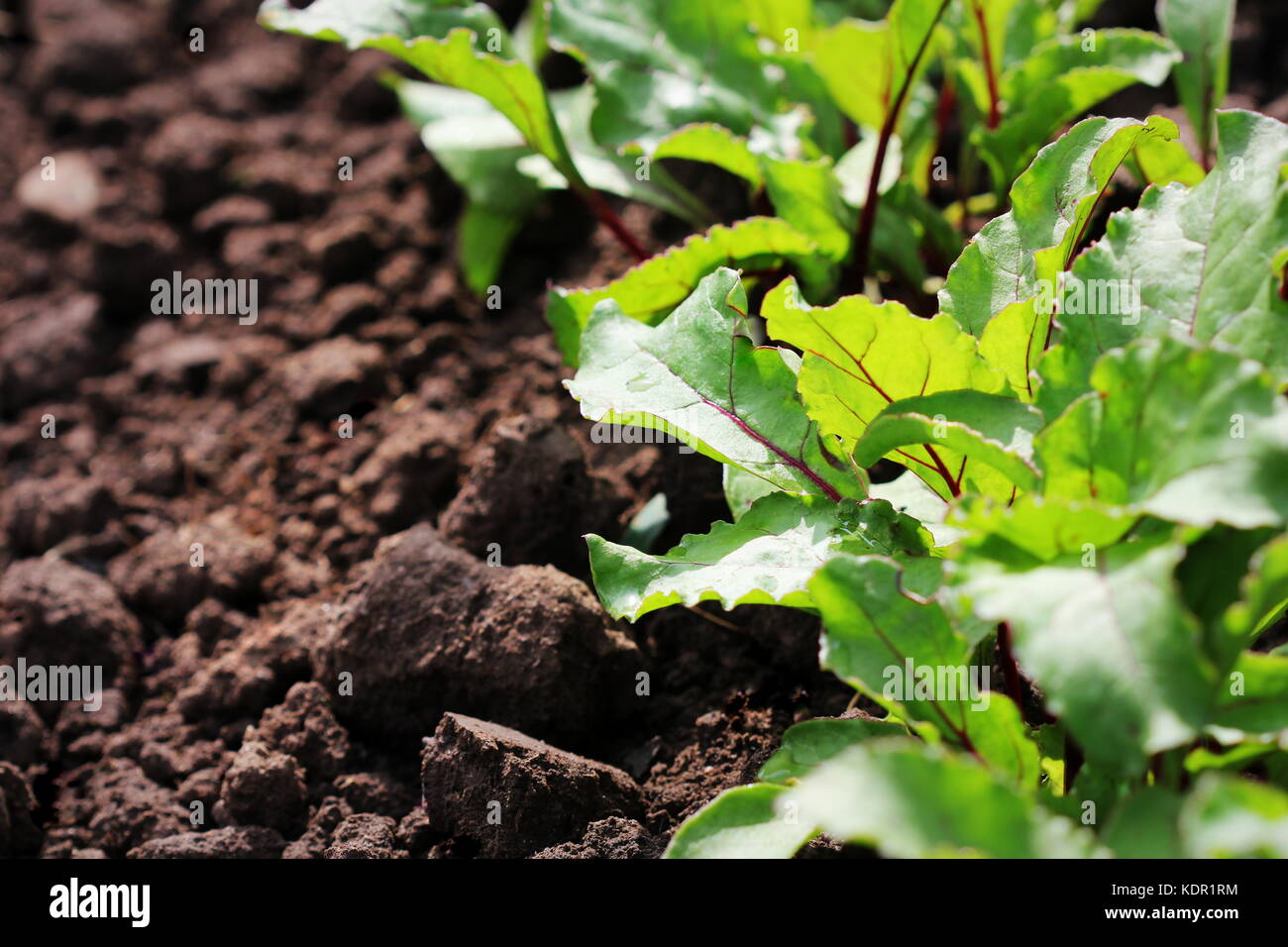 Young green beetroot plans on a path in the vegetable garden Stock ...