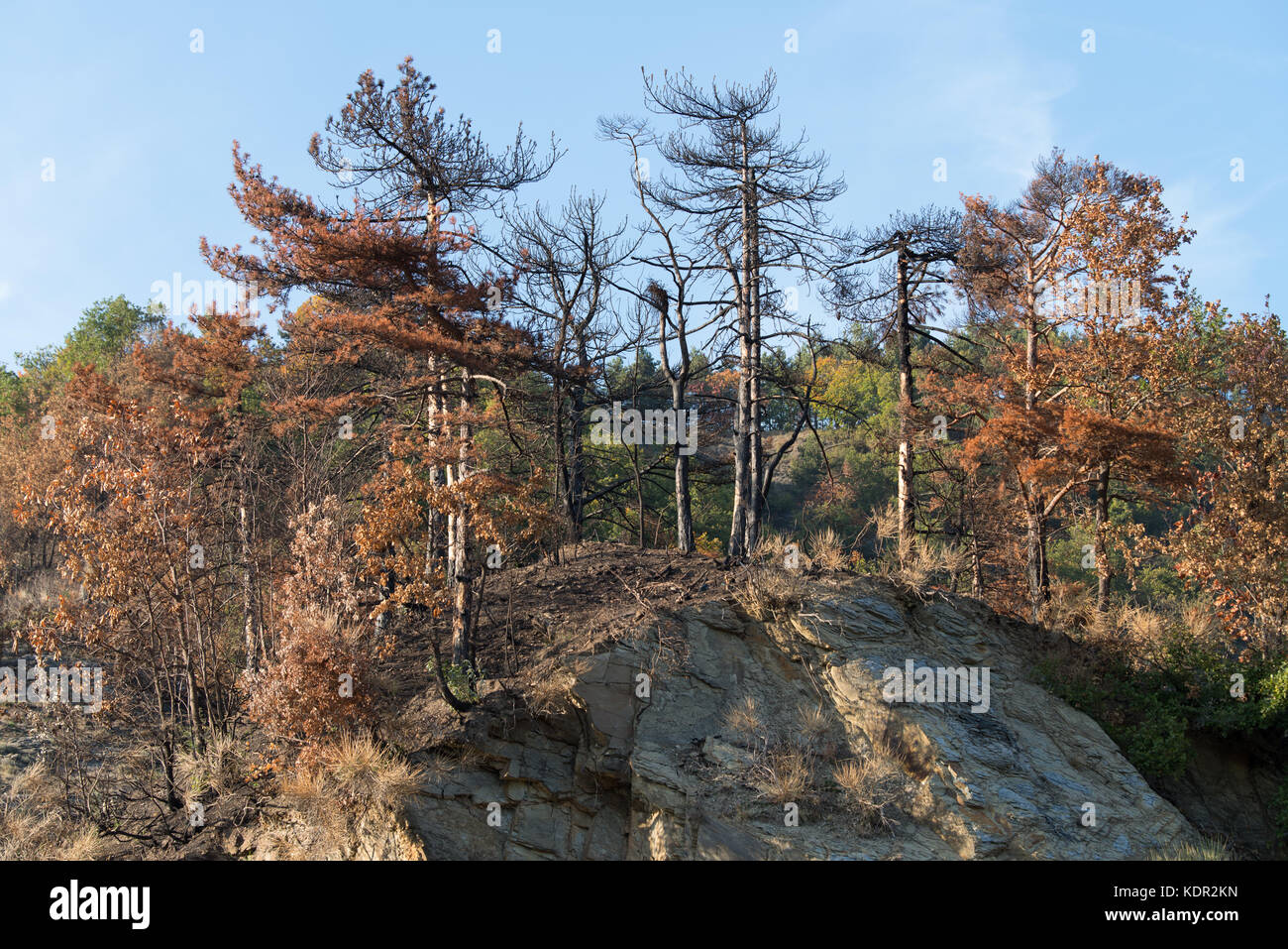 Dead trees after forest fire Stock Photo - Alamy