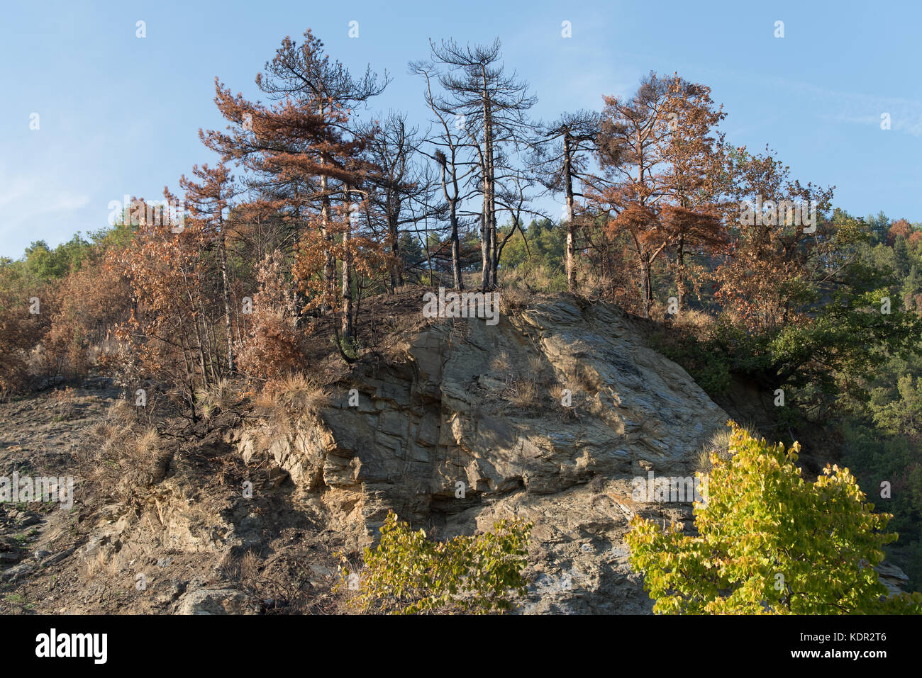 Dead trees after forest fire Stock Photo - Alamy