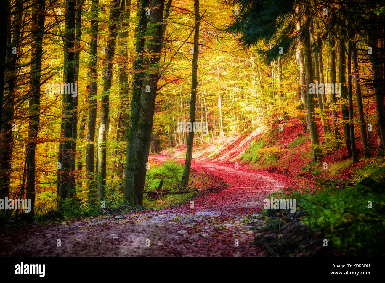 Path in the colorful autumn forest. Seasonal, peaceful concept Stock ...