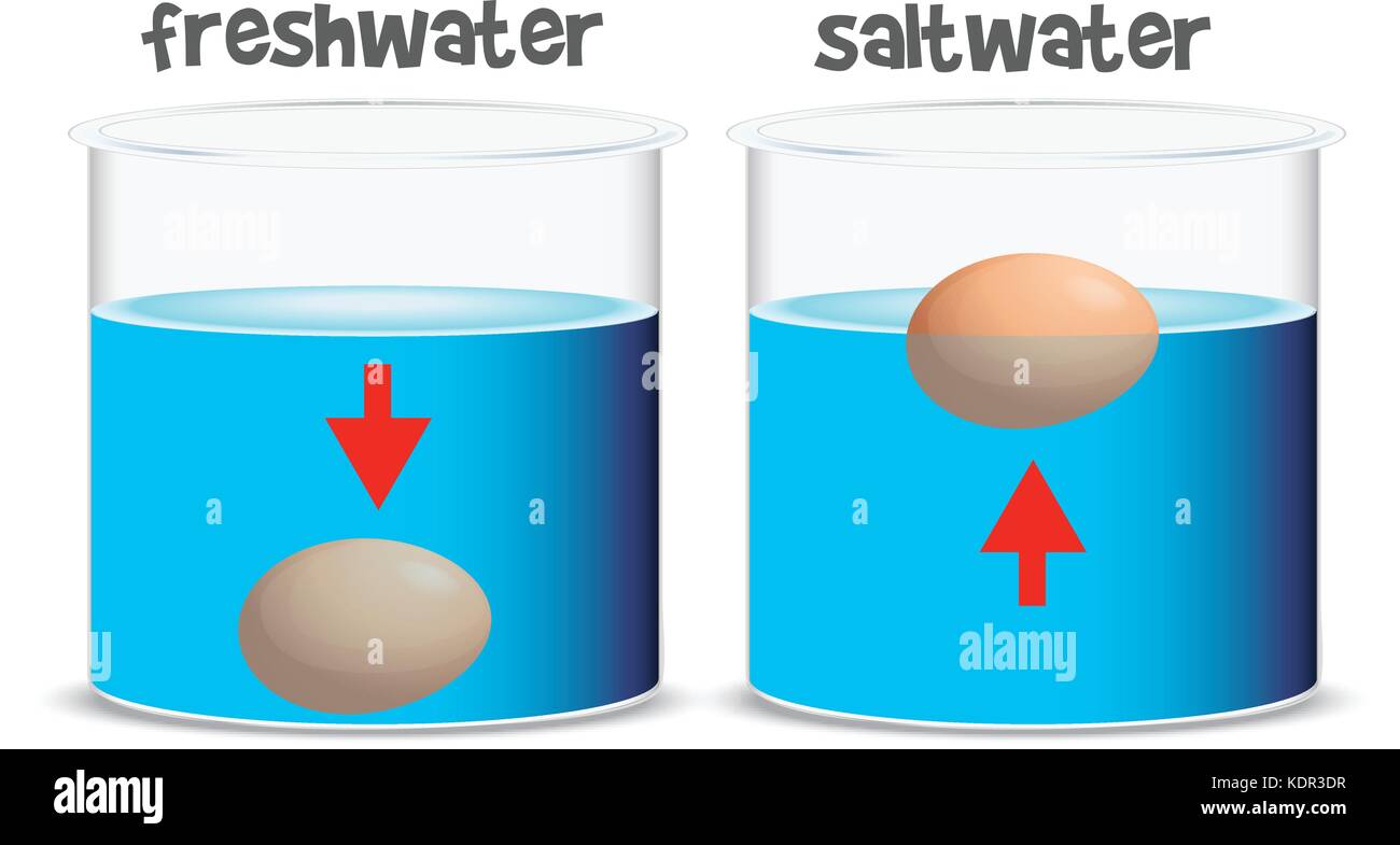 Science experiment for freshwater and saltwater illustration Stock ...