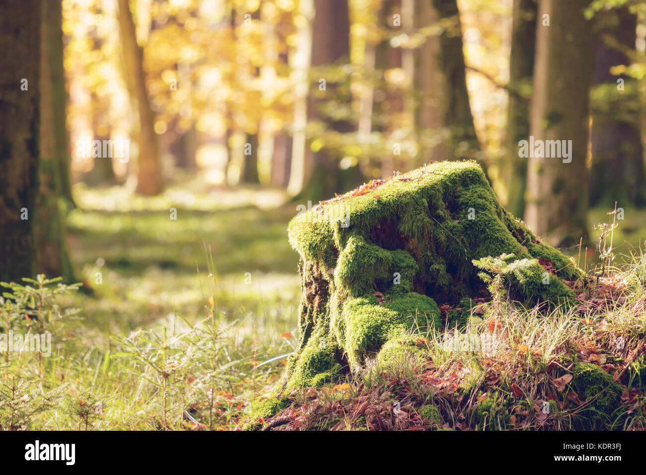 Colorful autumn forest. Seasonal, peaceful concept Stock Photo - Alamy