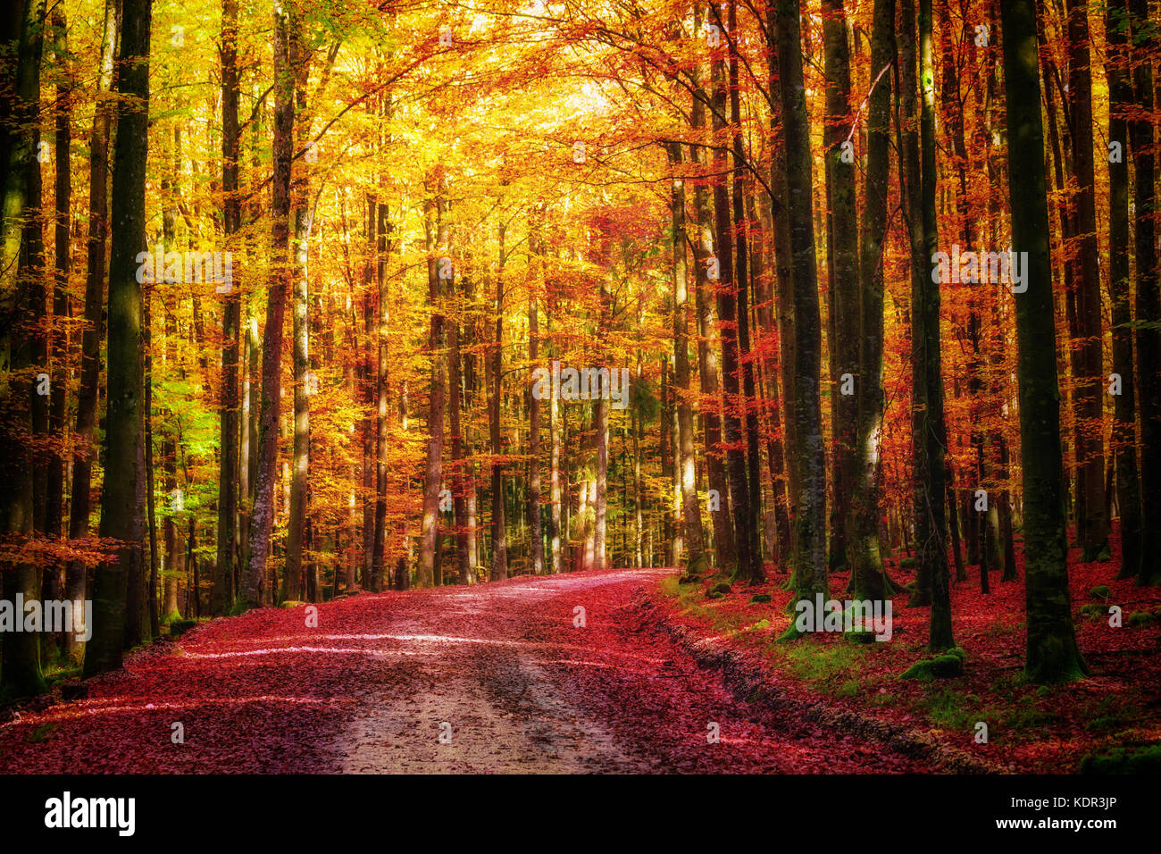Path in the colorful autumn forest. Seasonal, peaceful concept Stock ...
