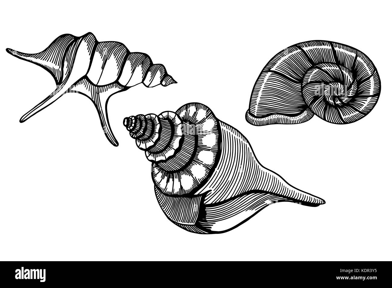 Seashell shell shells shellfish diving Stock Vector Images - Alamy