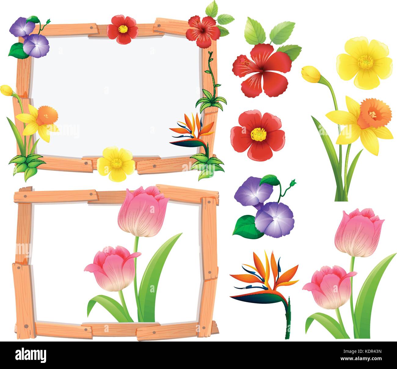 Morning glory illustration Stock Vector Images - Alamy