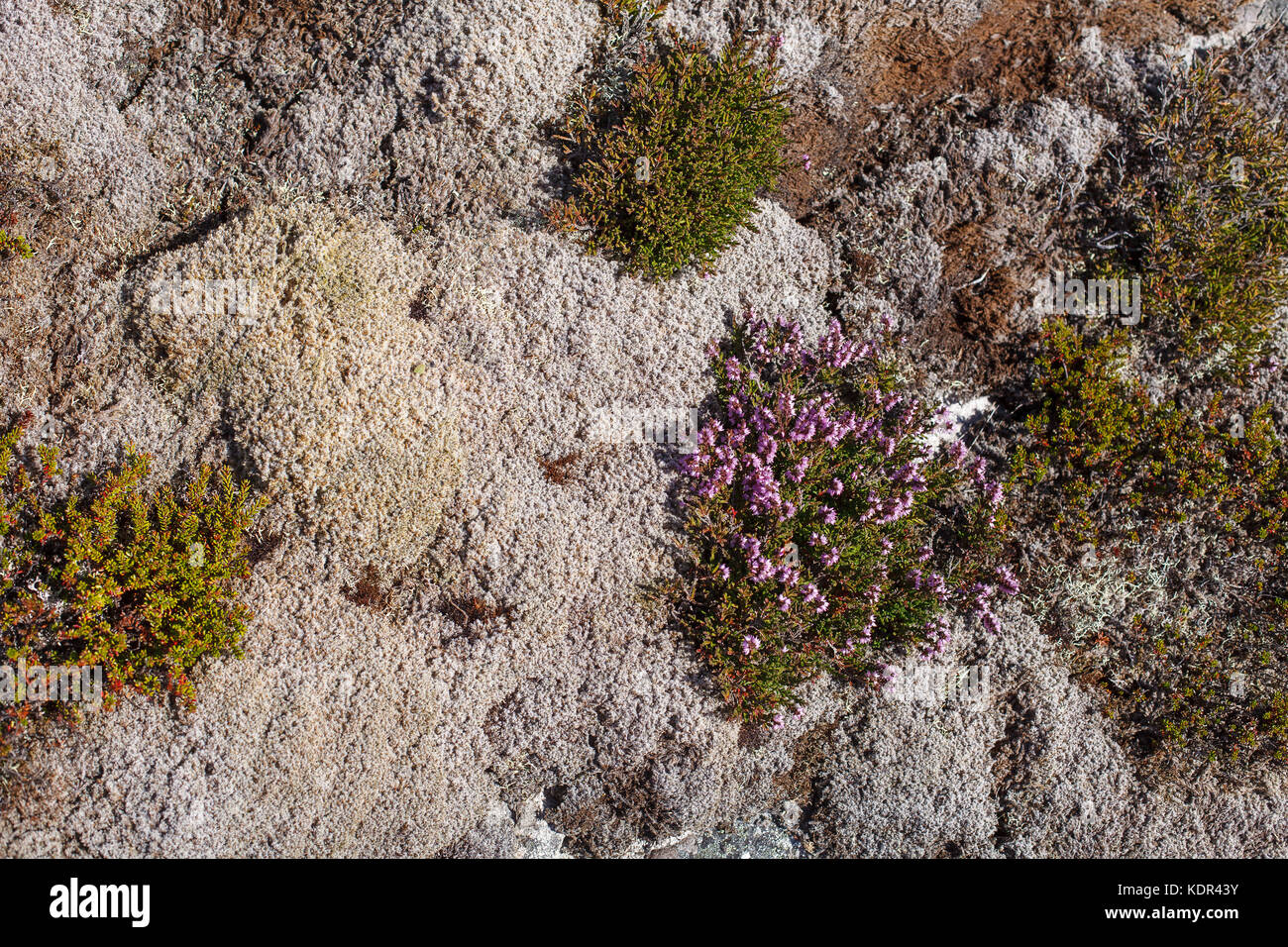 Ice age plants hi-res stock photography and images - Alamy