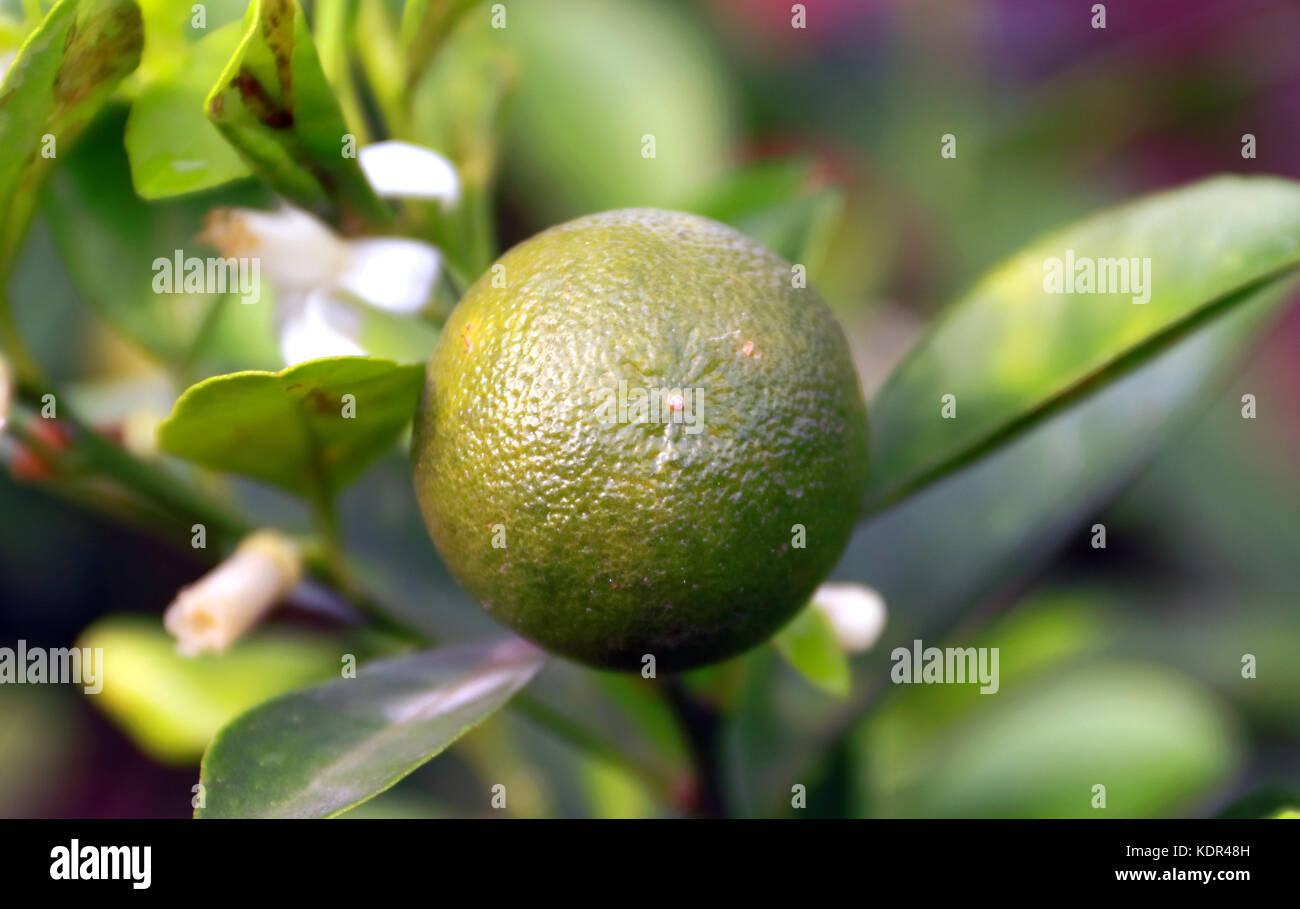 Calamansi plant fruit hi-res stock photography and images - Alamy