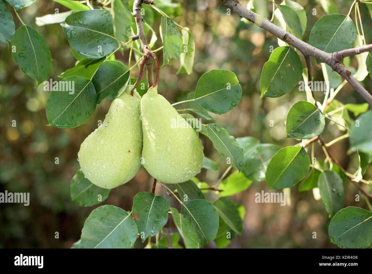 Bartlett pear tree hi-res stock photography and images - Alamy