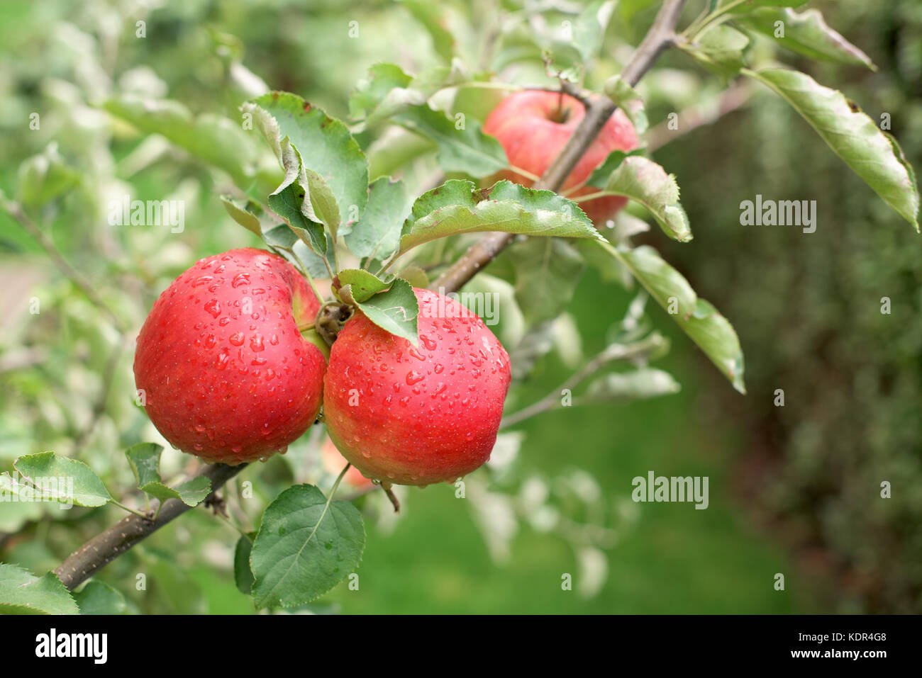 Two apples tree stem hi-res stock photography and images - Alamy