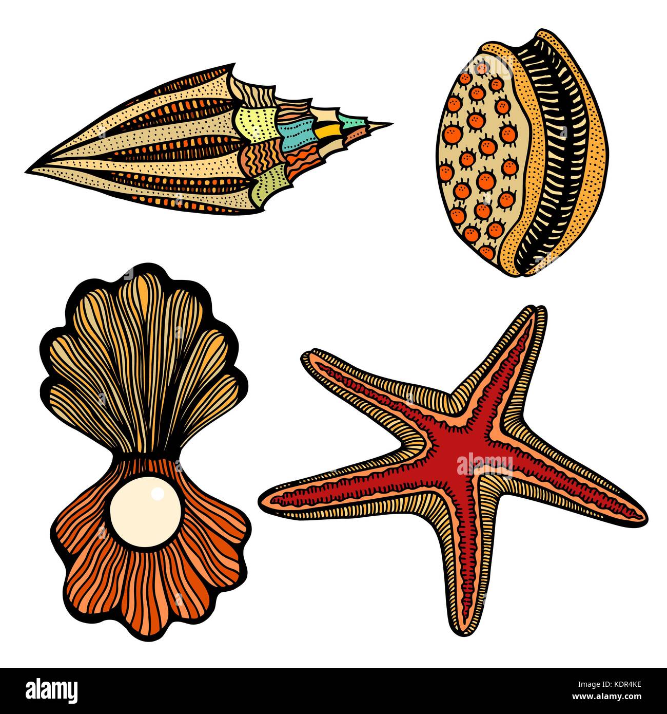 Set of Shells and star. Hand drawn vector illustration Stock Vector ...