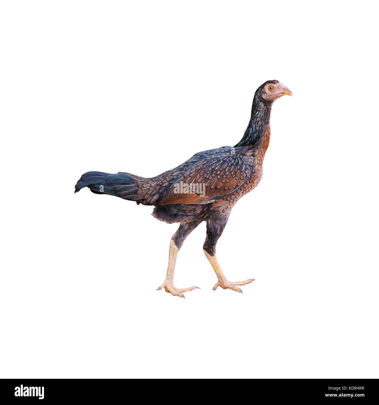 Chicken, Bantam, animal, Chicken Native isolated (in the country ...