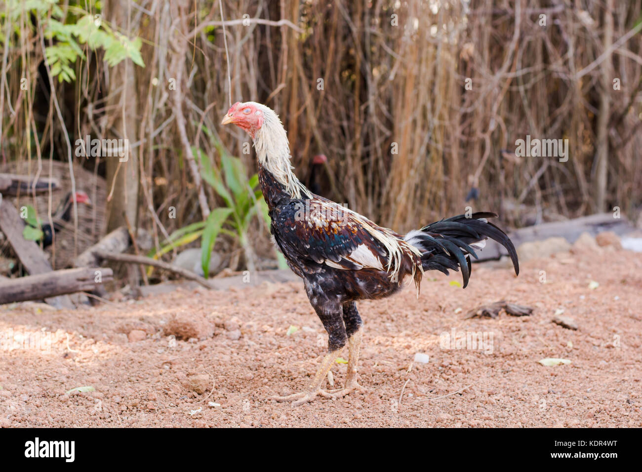 Chicken, Bantam, animal, Chicken Native in the country Thailand Stock ...