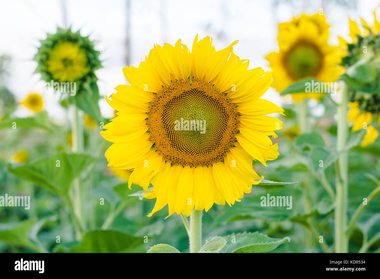 Sunflowers garden. Sunflowers have abundant health benefits. Sunflower ...