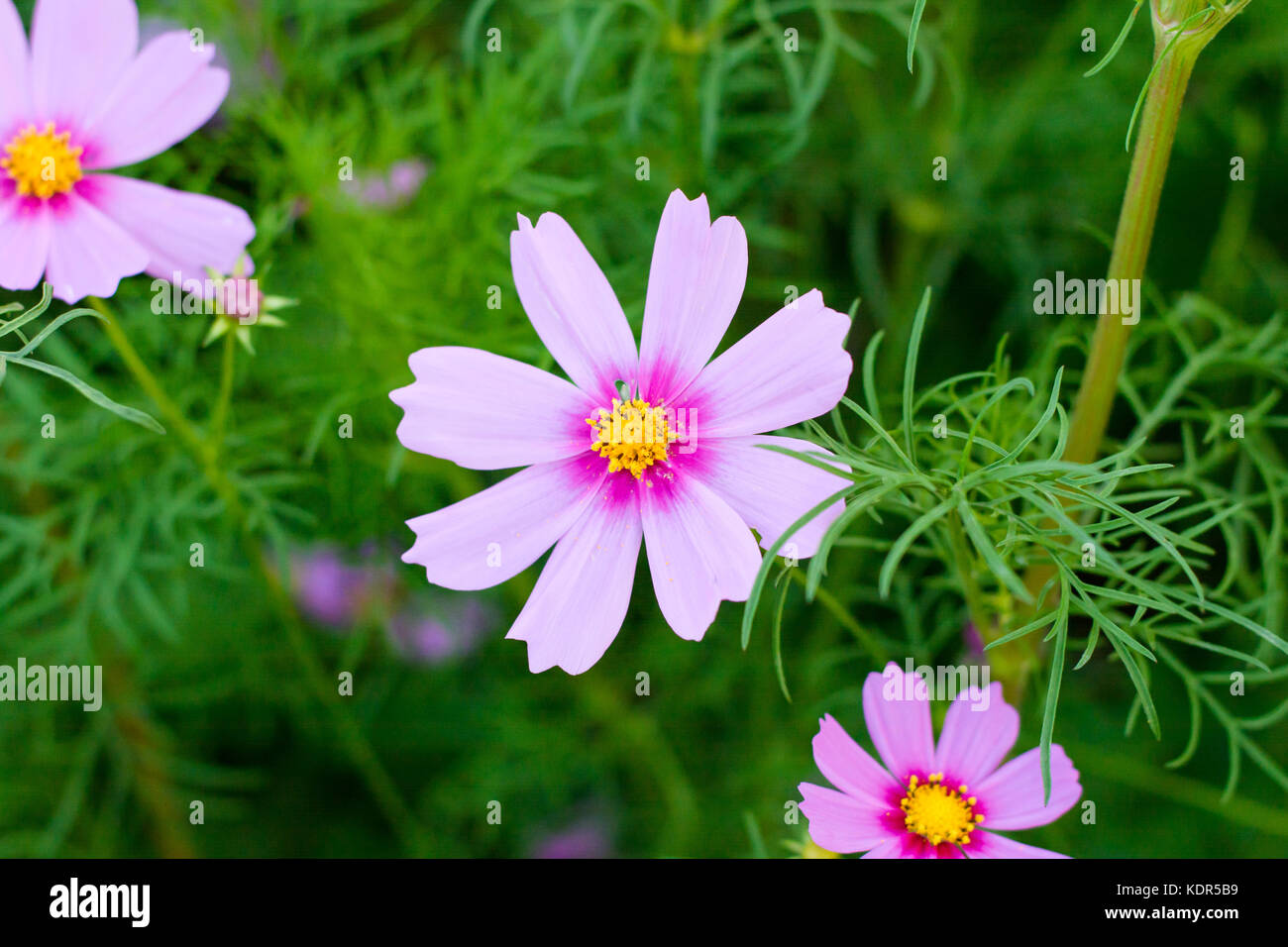 Pink cosmos flower (Cosmos Bipinnatus) background Stock Photo - Alamy