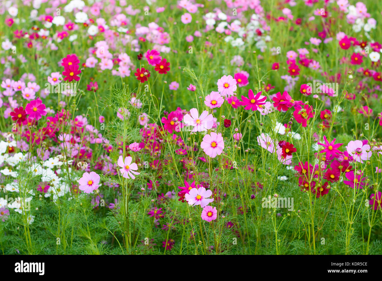 Pink cosmos flower (Cosmos Bipinnatus) background Stock Photo - Alamy