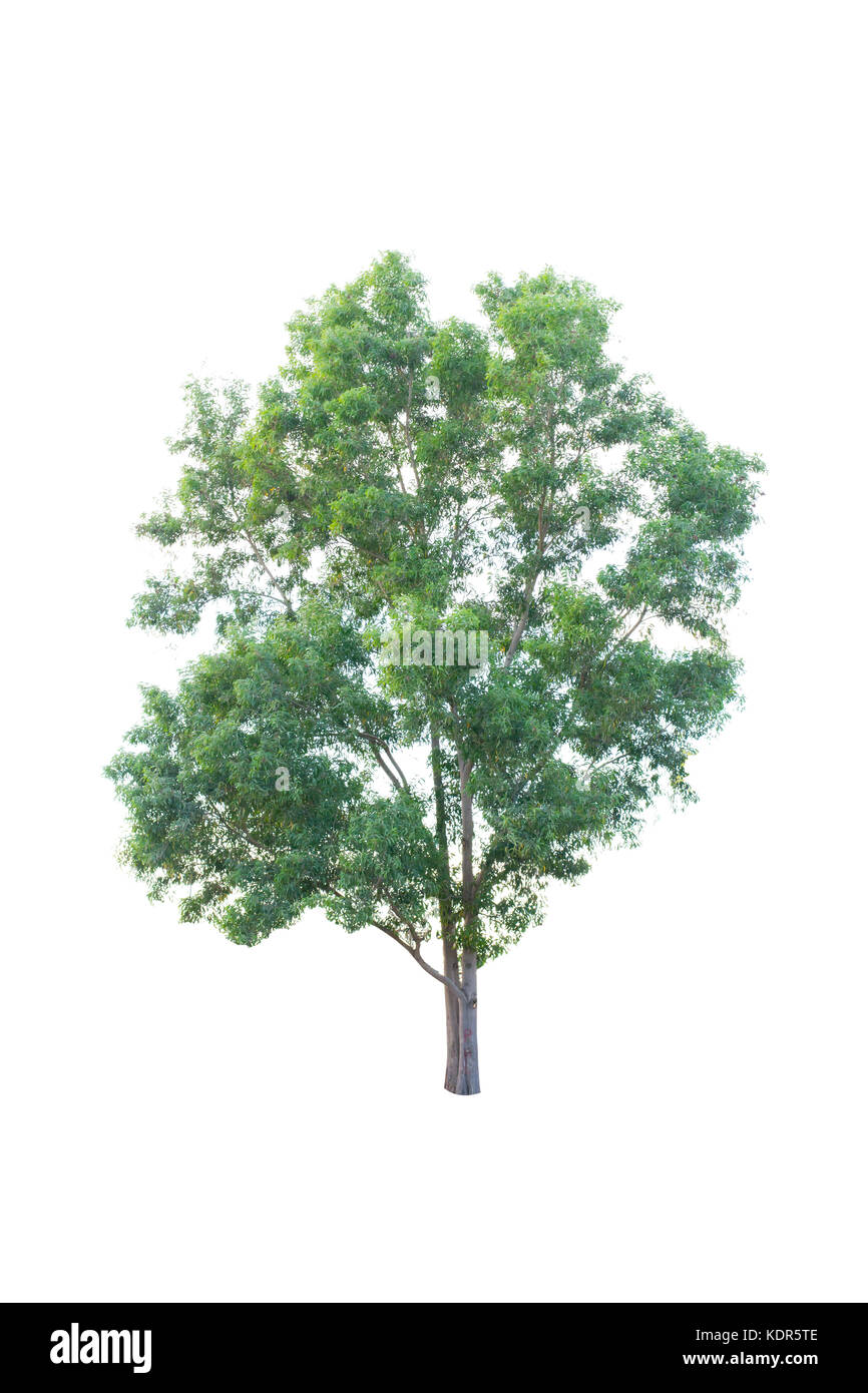 Trees isolated on white background Stock Photo - Alamy