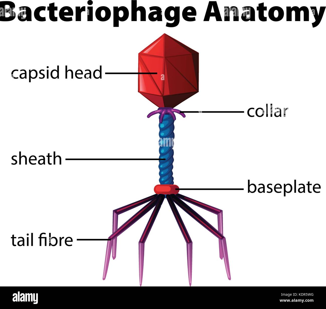 Diagram showing bacteriophage anatomy illustration Stock Vector Image & Art - Alamy