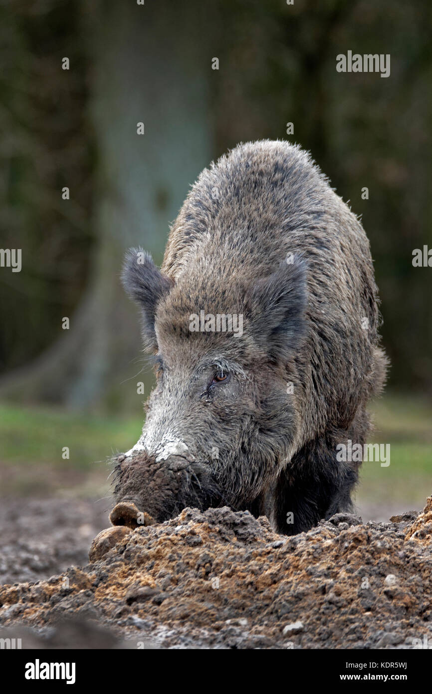Male wild boar hi-res stock photography and images - Alamy