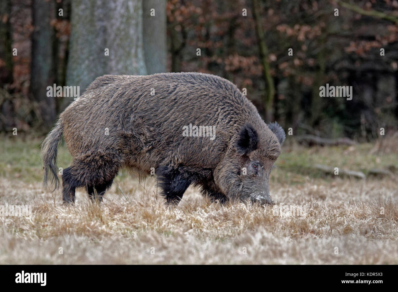 Wild boar sus male standing hi-res stock photography and images - Alamy