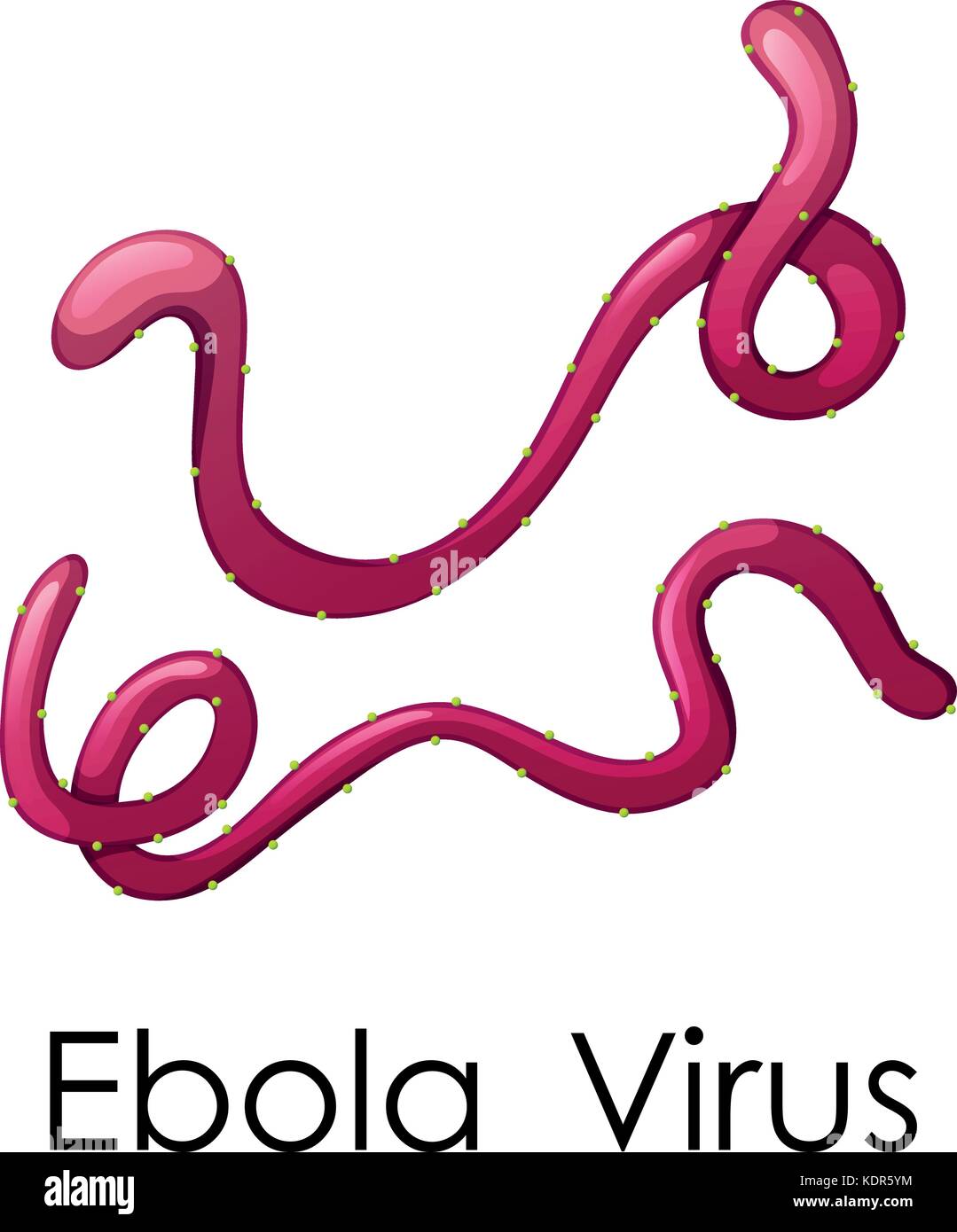 Wordcard for ebola virus illustration Stock Vector Image & Art - Alamy