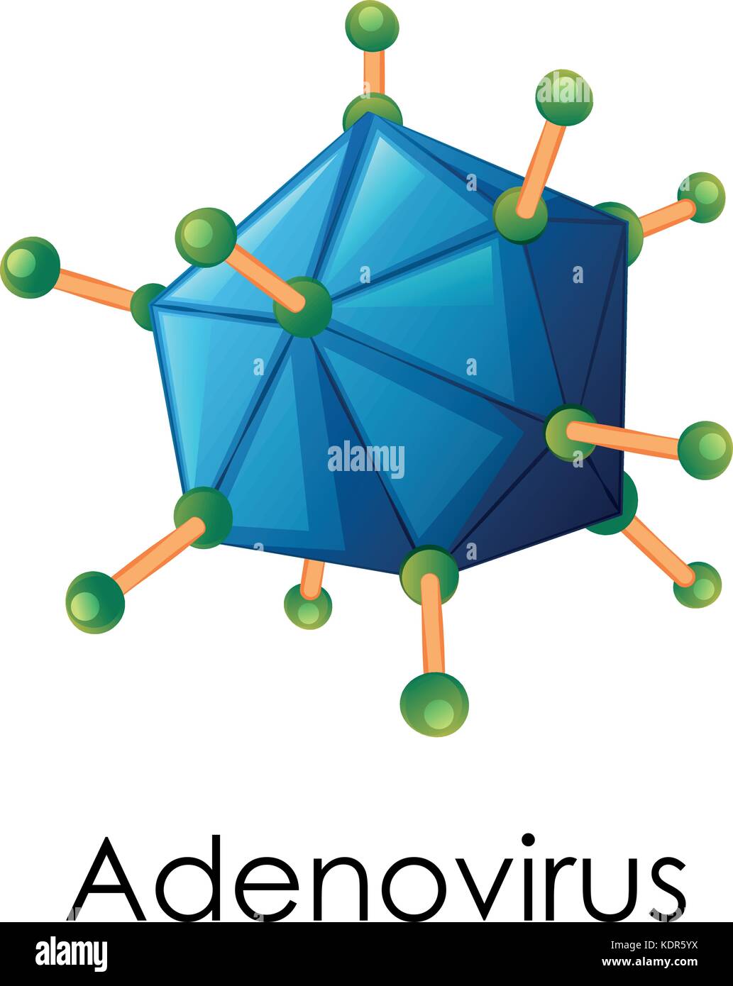 Diagram Showing Structure Of Adenovirus Illustration Stock Vector Image And Art Alamy