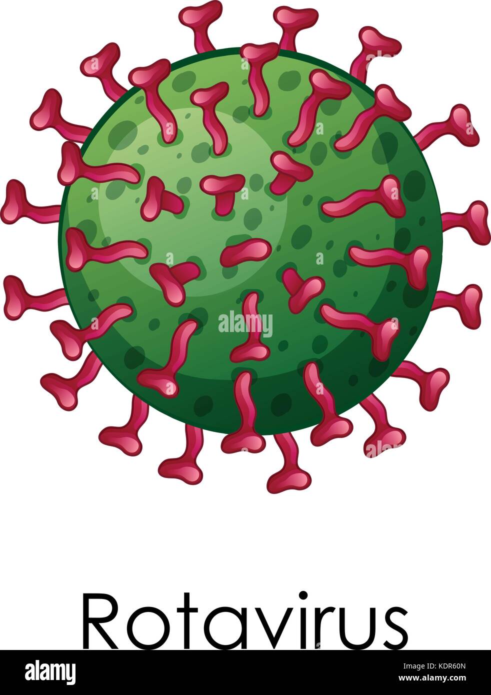 Wordcard for rotavirus with picture of virus illustration Stock Vector ...