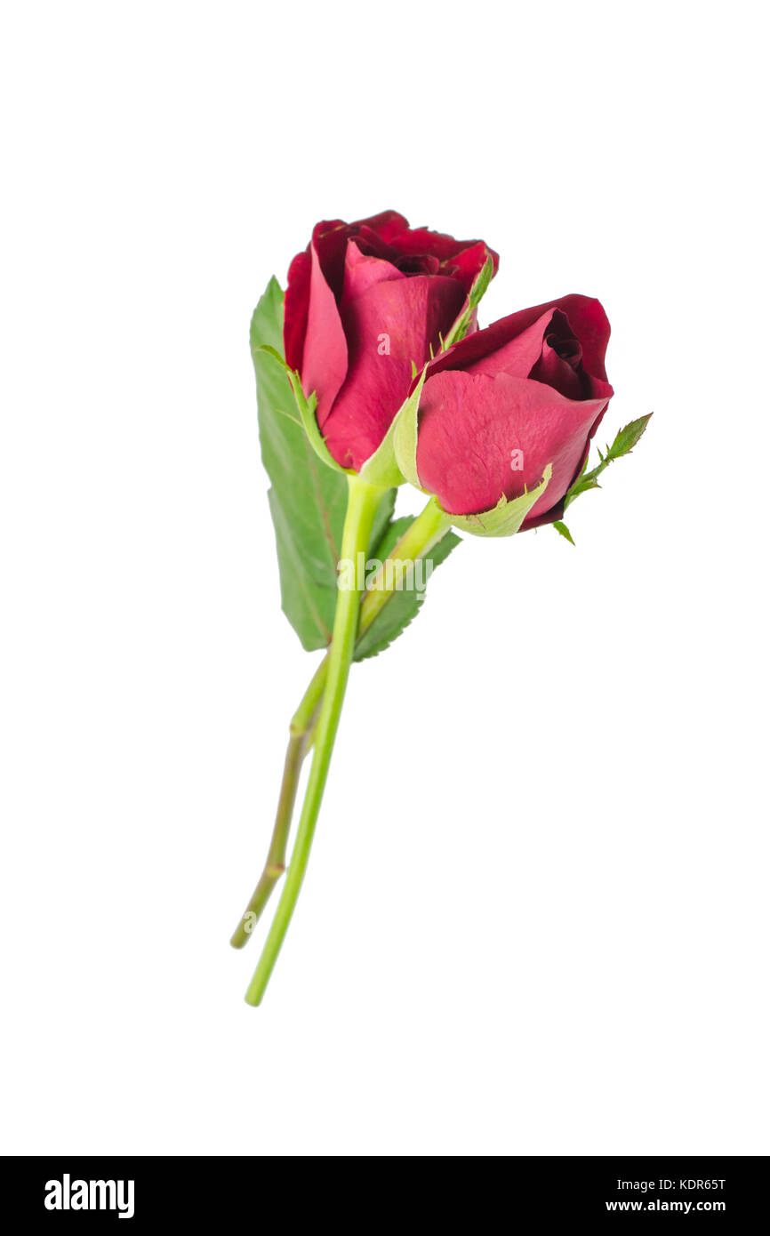 red rose isolated on white background Stock Photo - Alamy
