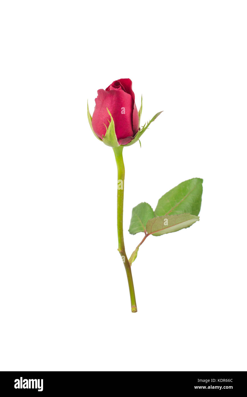 red rose isolated on white background Stock Photo - Alamy