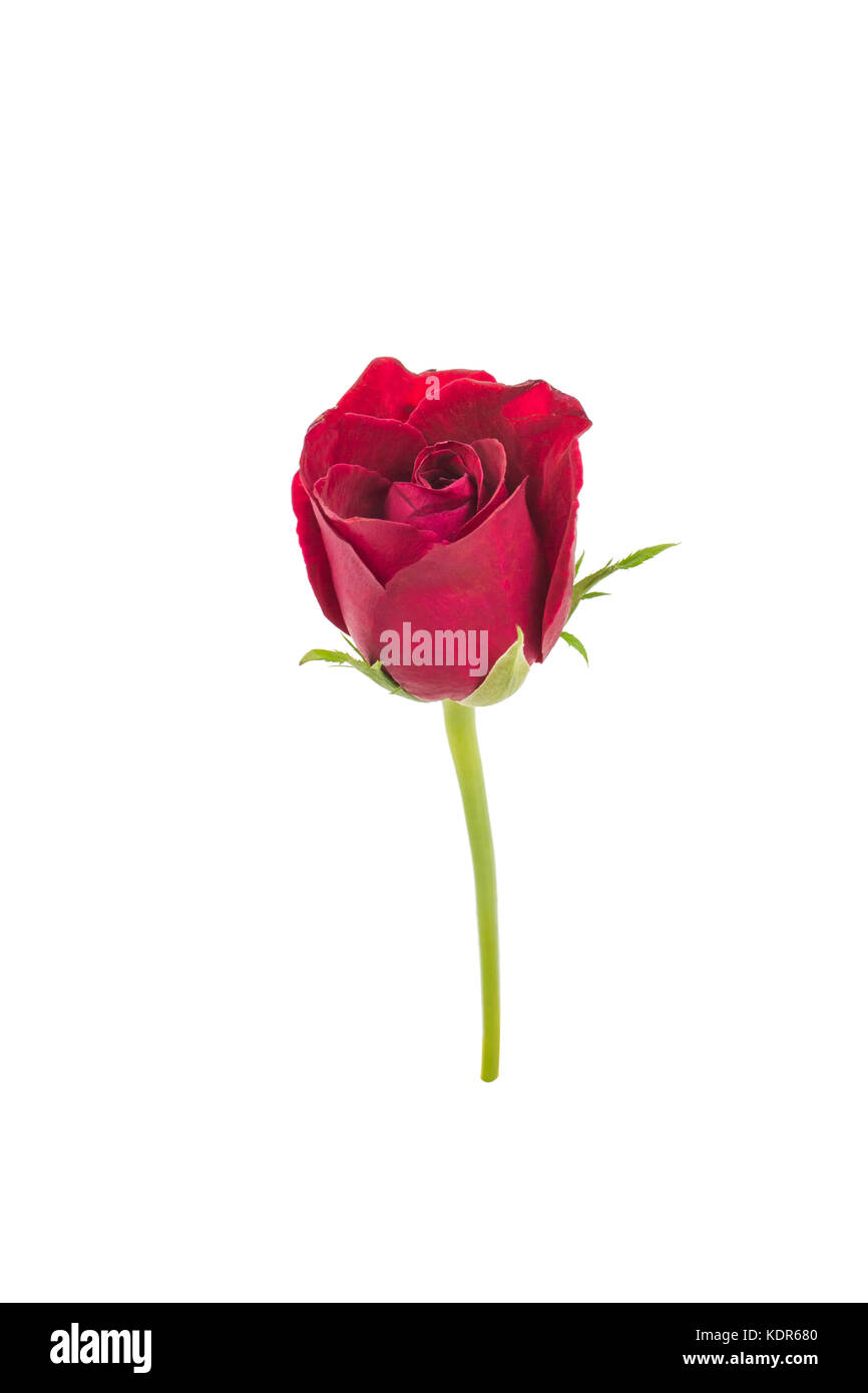 red rose isolated on white background Stock Photo - Alamy