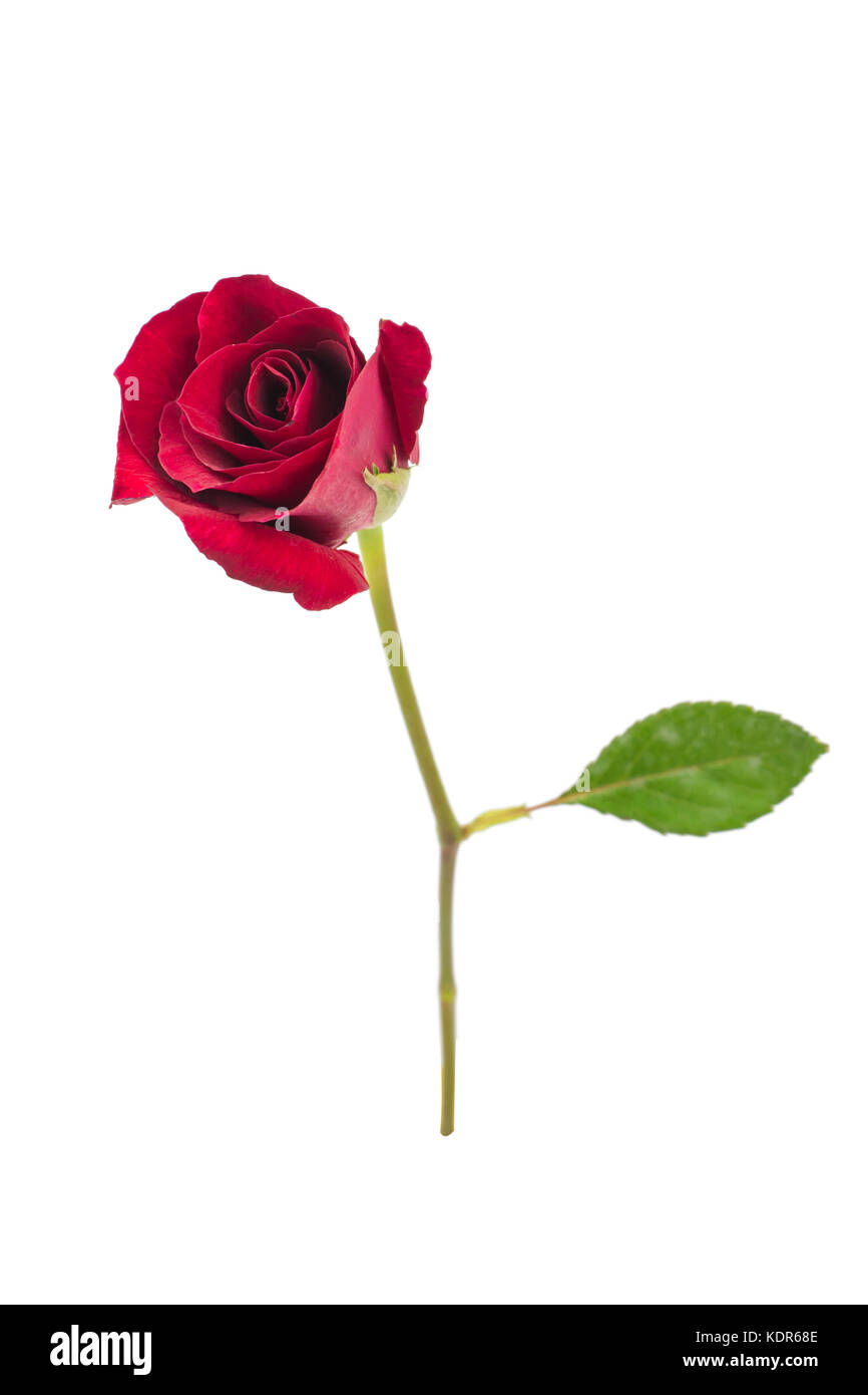 red rose isolated on white background Stock Photo - Alamy