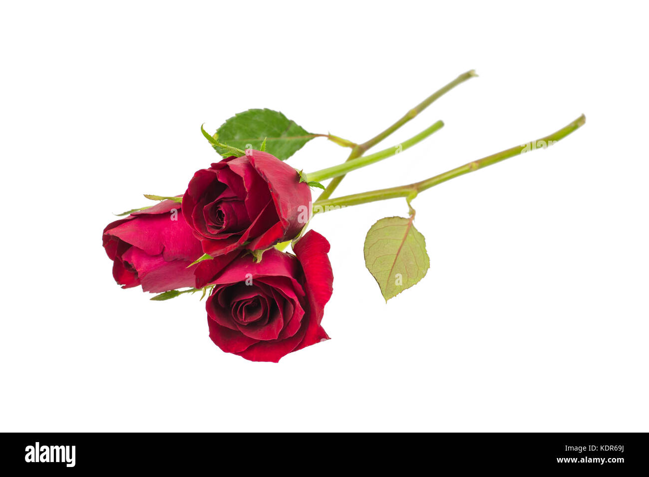 red rose isolated on white background Stock Photo - Alamy