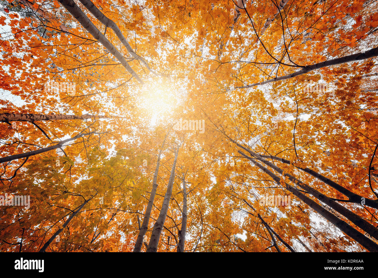 View of the maple trees crowns at sunny day time Stock Photo - Alamy