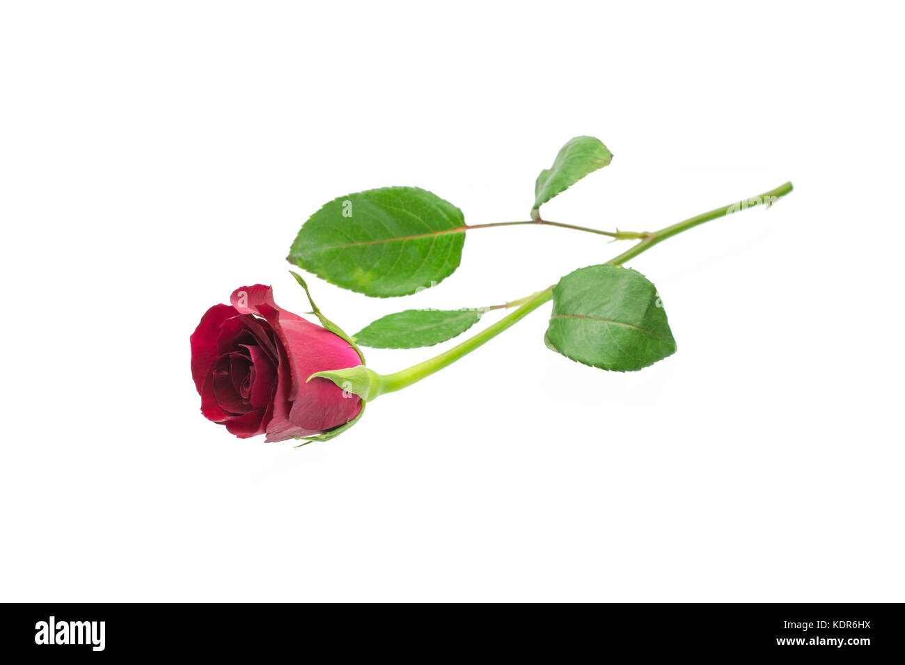 red rose isolated on white background Stock Photo - Alamy