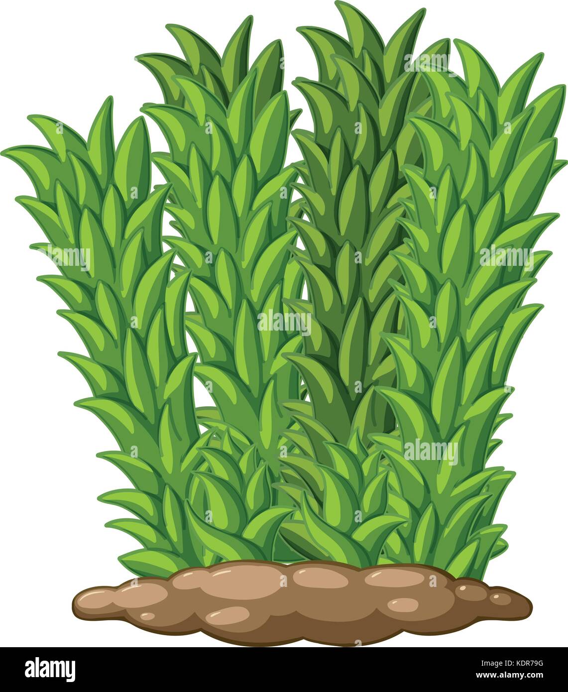 Tall grass on the ground illustration Stock Vector Image & Art - Alamy